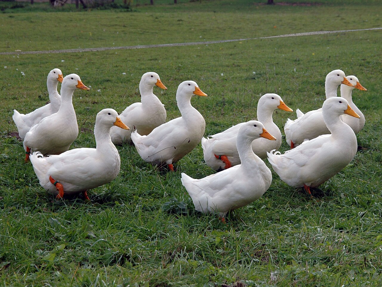 Peking Duck vs. Pekin Duck: Not Just a Spelling Difference - USAPEEC ASEAN